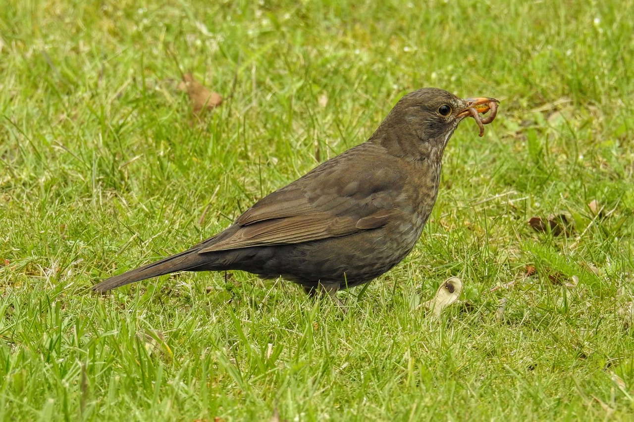 20,000+ Free Female Blackbird & Blackbird Images - Pixabay