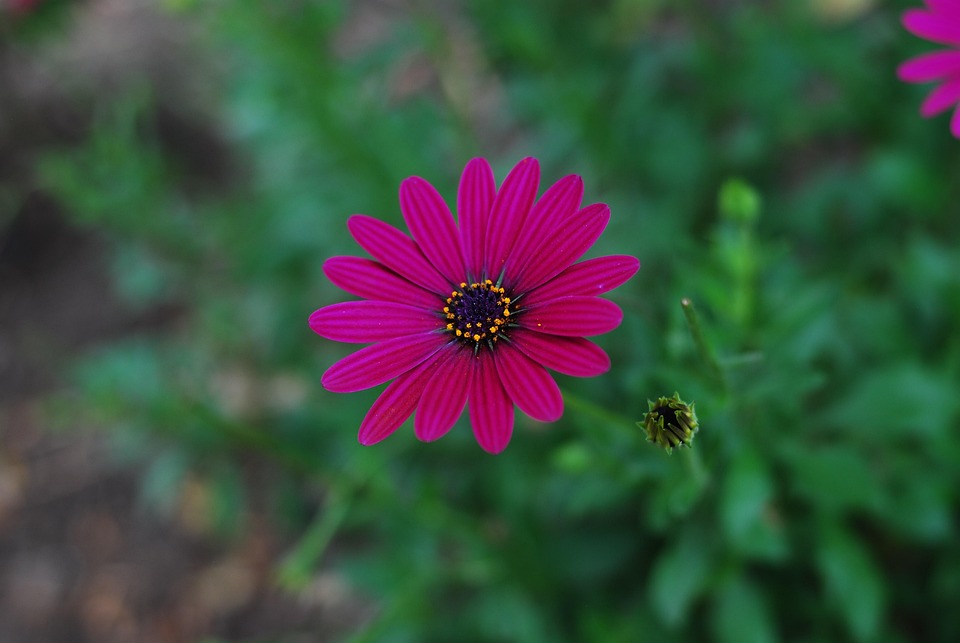 Bella Blume Natur Pflanze - Kostenloses Foto auf Pixabay - Pixabay