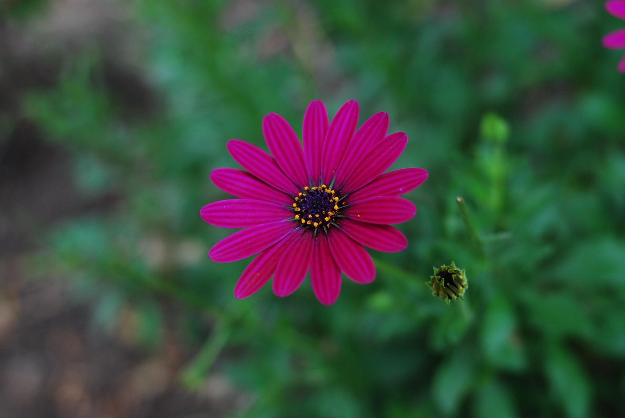 Linda Flor Naturaleza Planta - Foto gratis en Pixabay - Pixabay