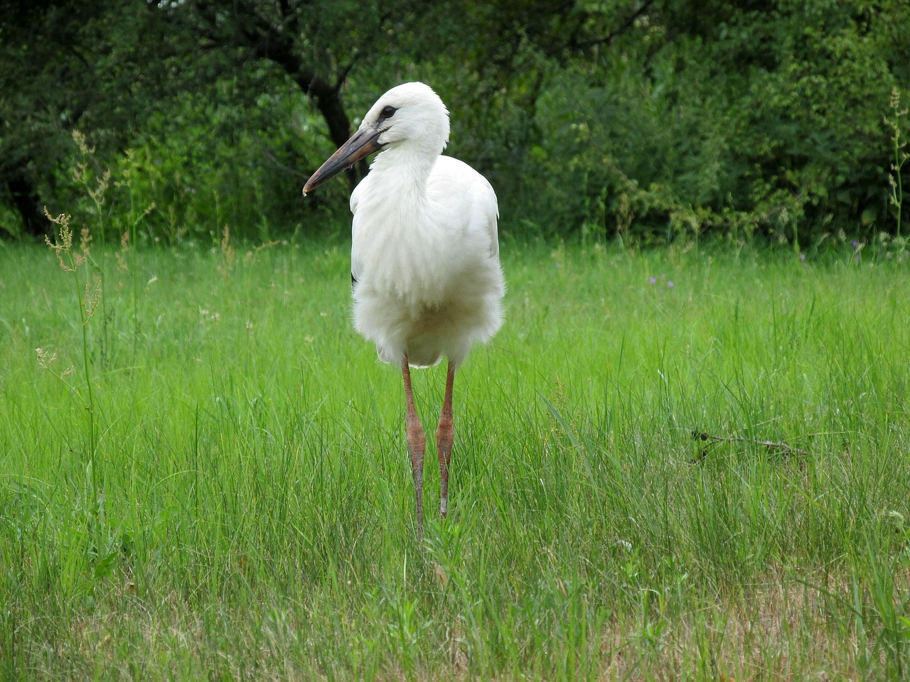 Stork Nature Bird - Free photo on Pixabay - Pixabay
