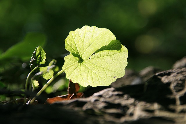 Folha Natureza Plantar - Foto gratuita no Pixabay - Pixabay