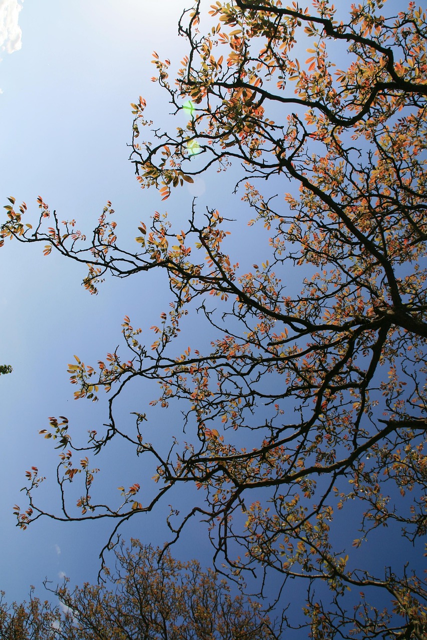 40,000+ Free Tree Branches & Nature Images - Pixabay
