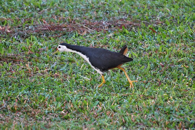 White-Breasted Water Hen Bird - Free photo on Pixabay - Pixabay
