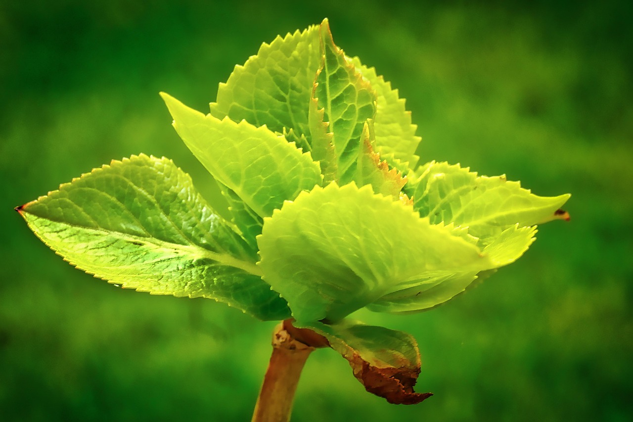 Feuille La Nature Plante - Photo gratuite sur Pixabay - Pixabay