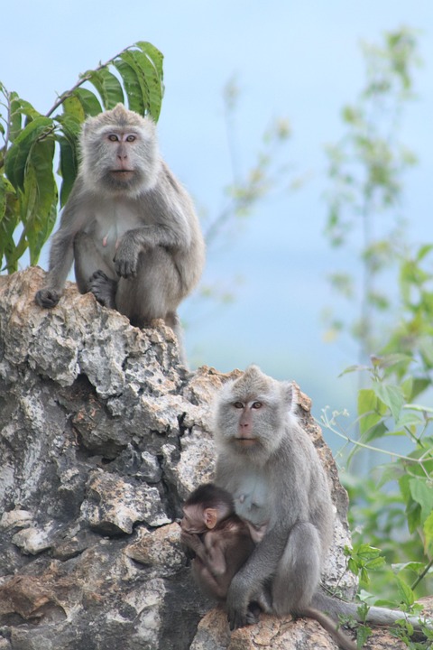 Macaco Natural Animal Turismo - Foto gratuita no Pixabay - Pixabay