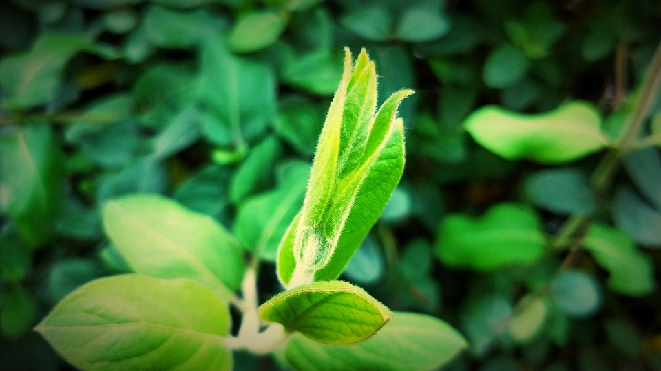 Feuille Plante La Nature Types - Photo gratuite sur Pixabay - Pixabay