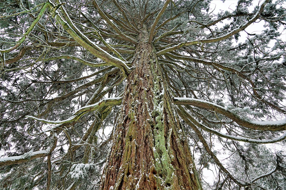 Baum Holz Natur - Kostenloses Foto auf Pixabay