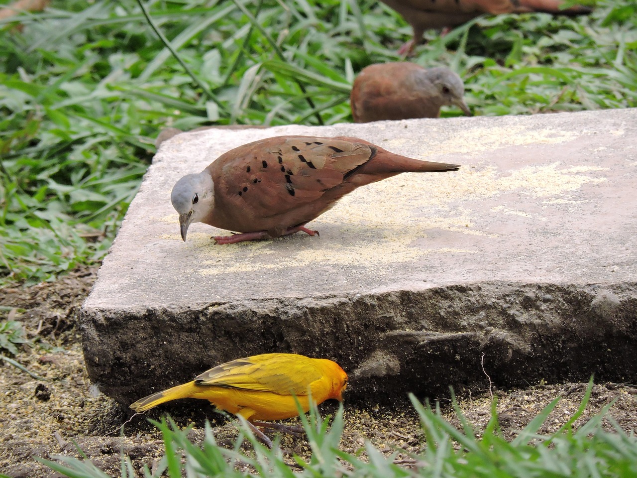 La Nature Des Oiseaux À - Photo gratuite sur Pixabay - Pixabay