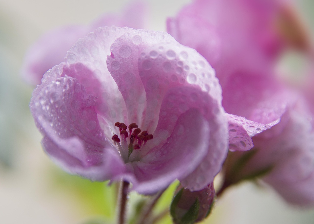 Die Natur Blume Pflanze - Kostenloses Foto auf Pixabay
