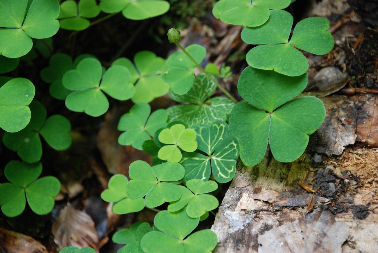 Clover White Holy - Free photo on Pixabay - Pixabay