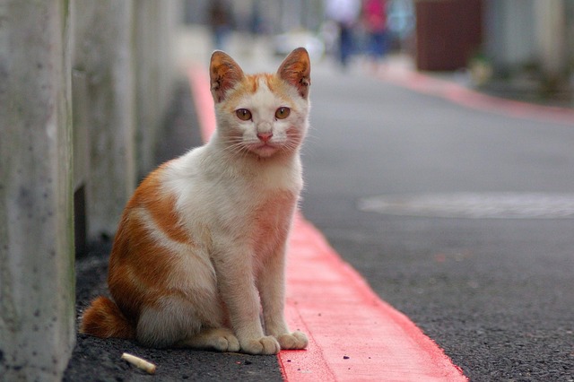 Cute Animal Outdoor - Free photo on Pixabay - Pixabay