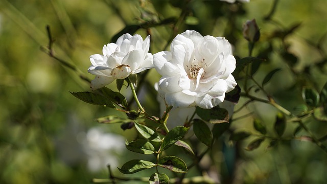 Flower Flora Nature - Free photo on Pixabay