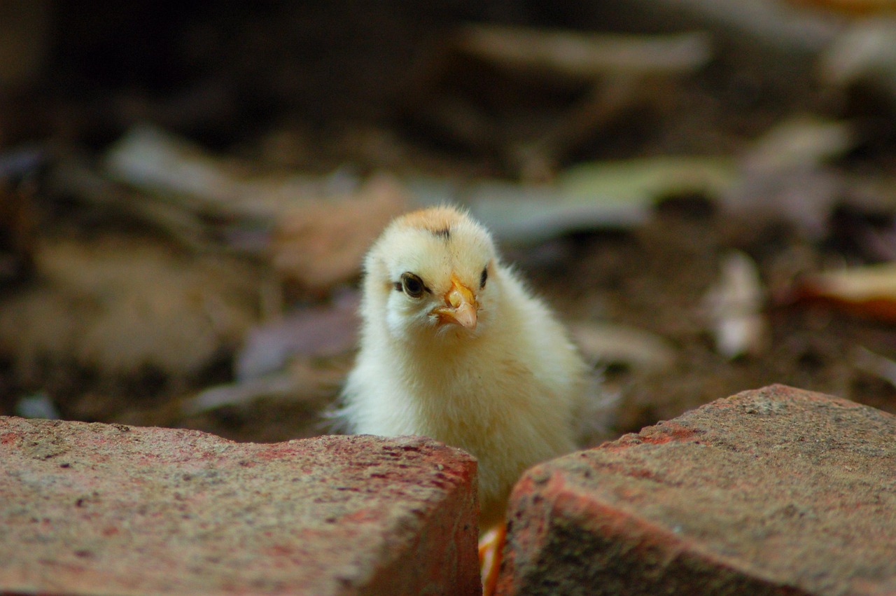 Animal Compact Chicken - Free photo on Pixabay