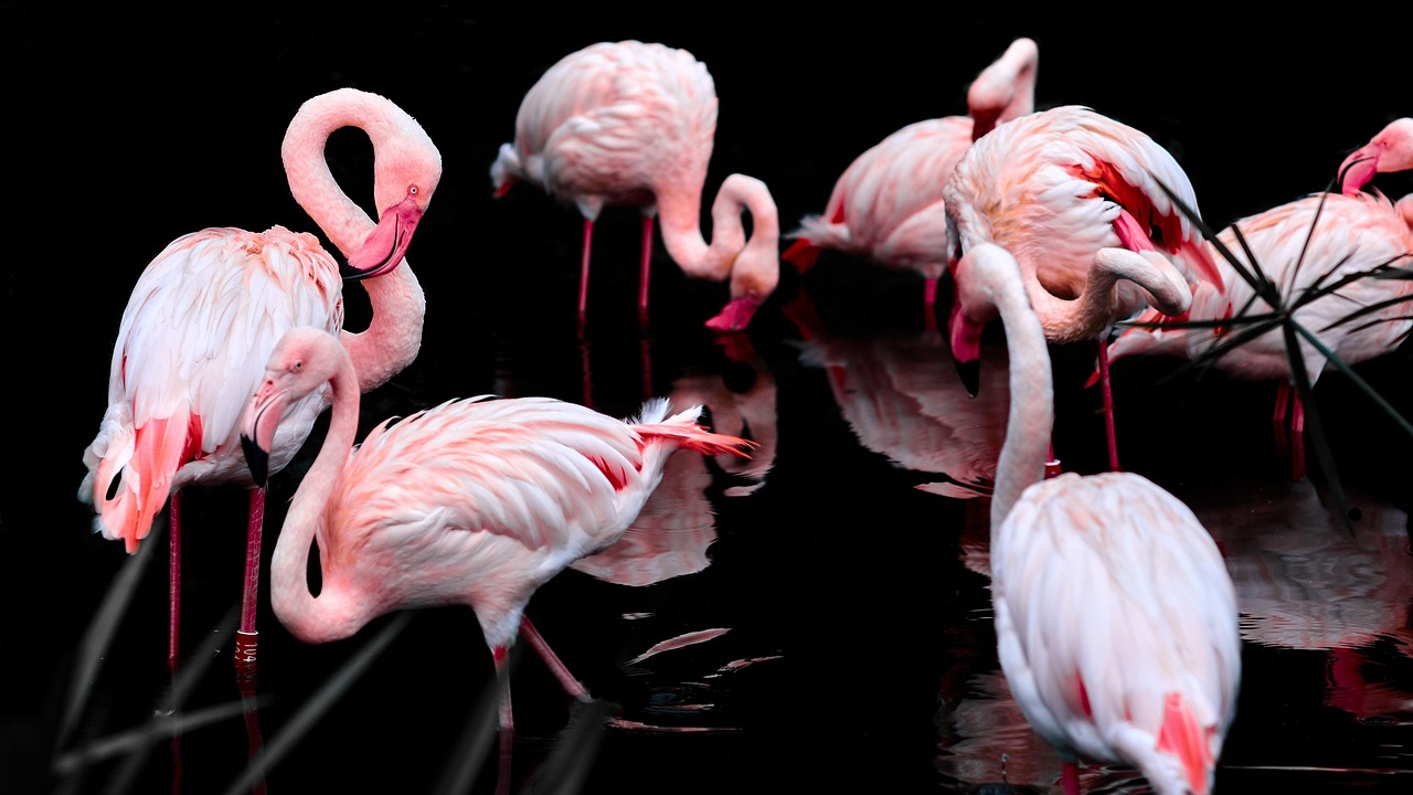 700+ kostenlose Flamingos und Natur-Bilder - Pixabay