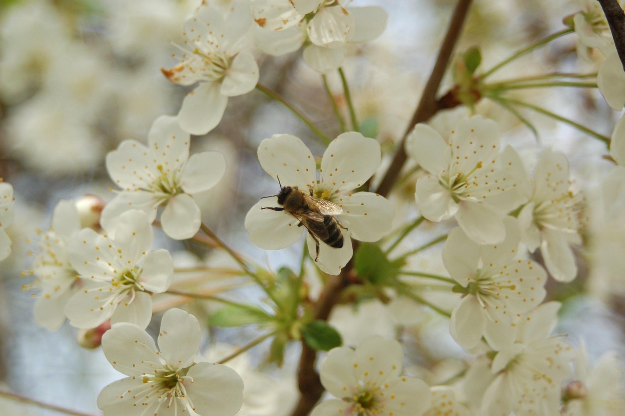 Flower Cherry Plant - Free photo on Pixabay