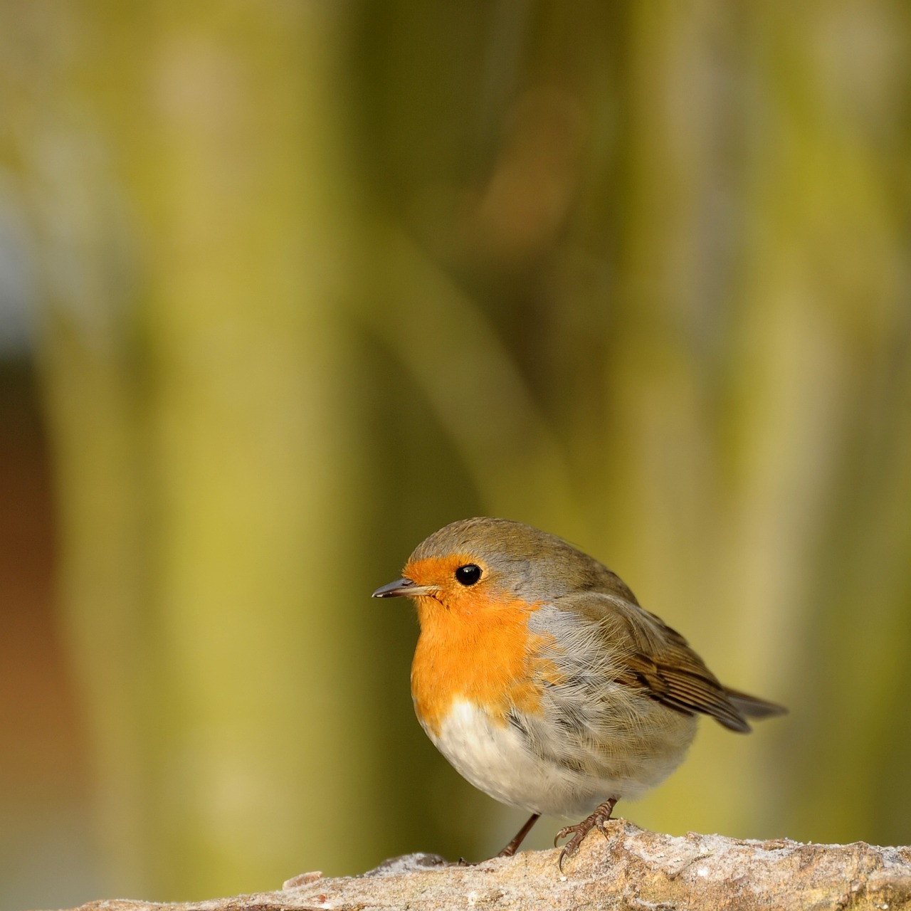 3,000+ Free Robin & Bird Images - Pixabay