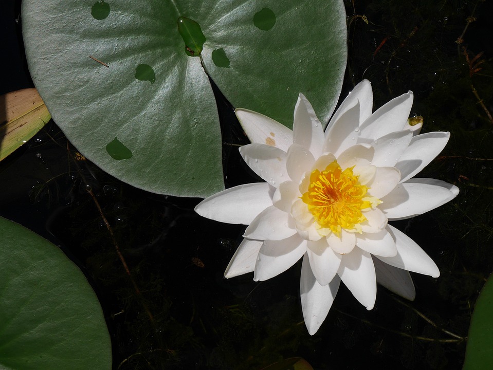 Lotus Çiçek Bitki - Pixabay'de ücretsiz fotoğraf - Pixabay