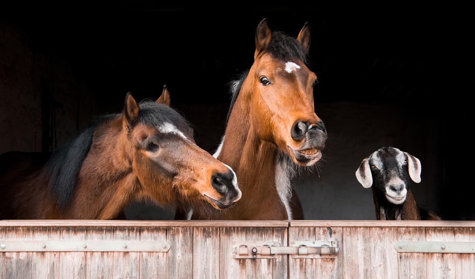 Animal Mammal Cavalry · Free photo on Pixabay