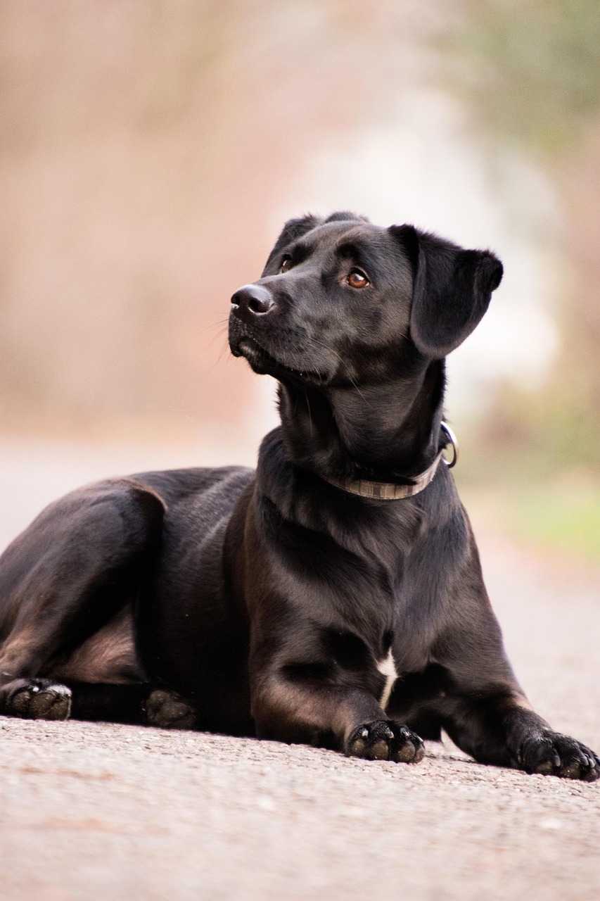 70,000+ Free Black Labrador & Labrador Photos - Pixabay