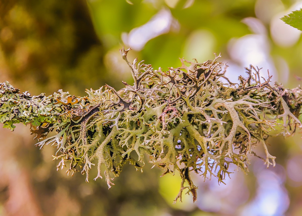 200+ Free Clean Air & Nature Images - Pixabay