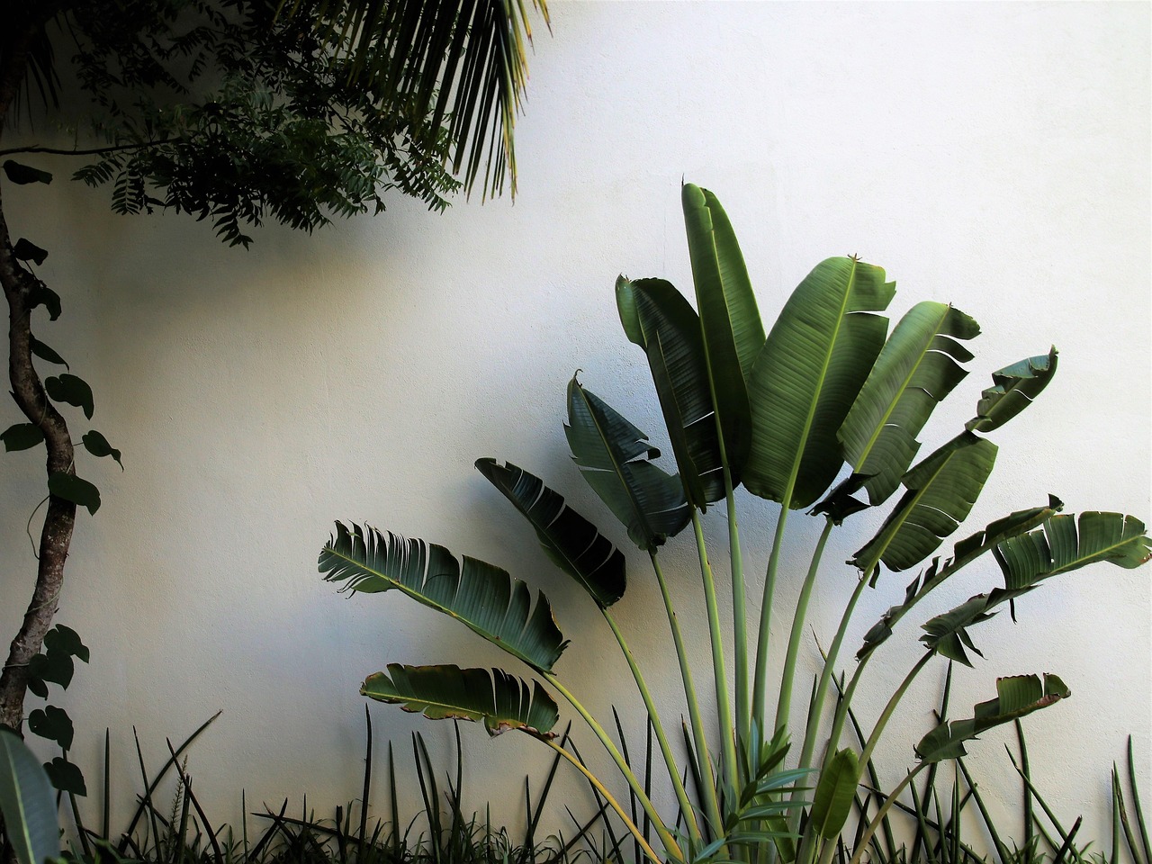 Exotic Palm Trees Range - Free photo on Pixabay