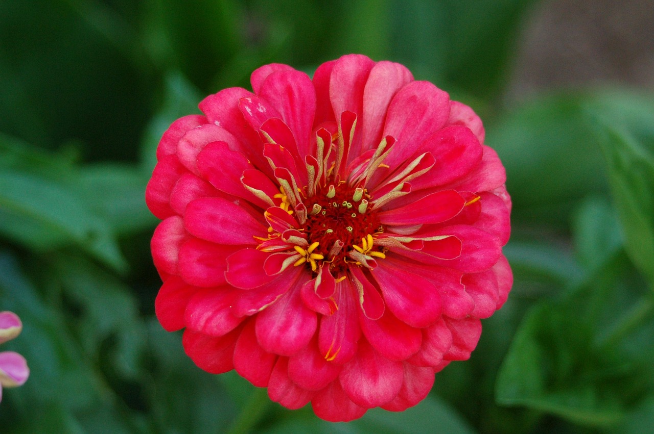 Zinnia Flor El Verano - Foto gratis en Pixabay - Pixabay