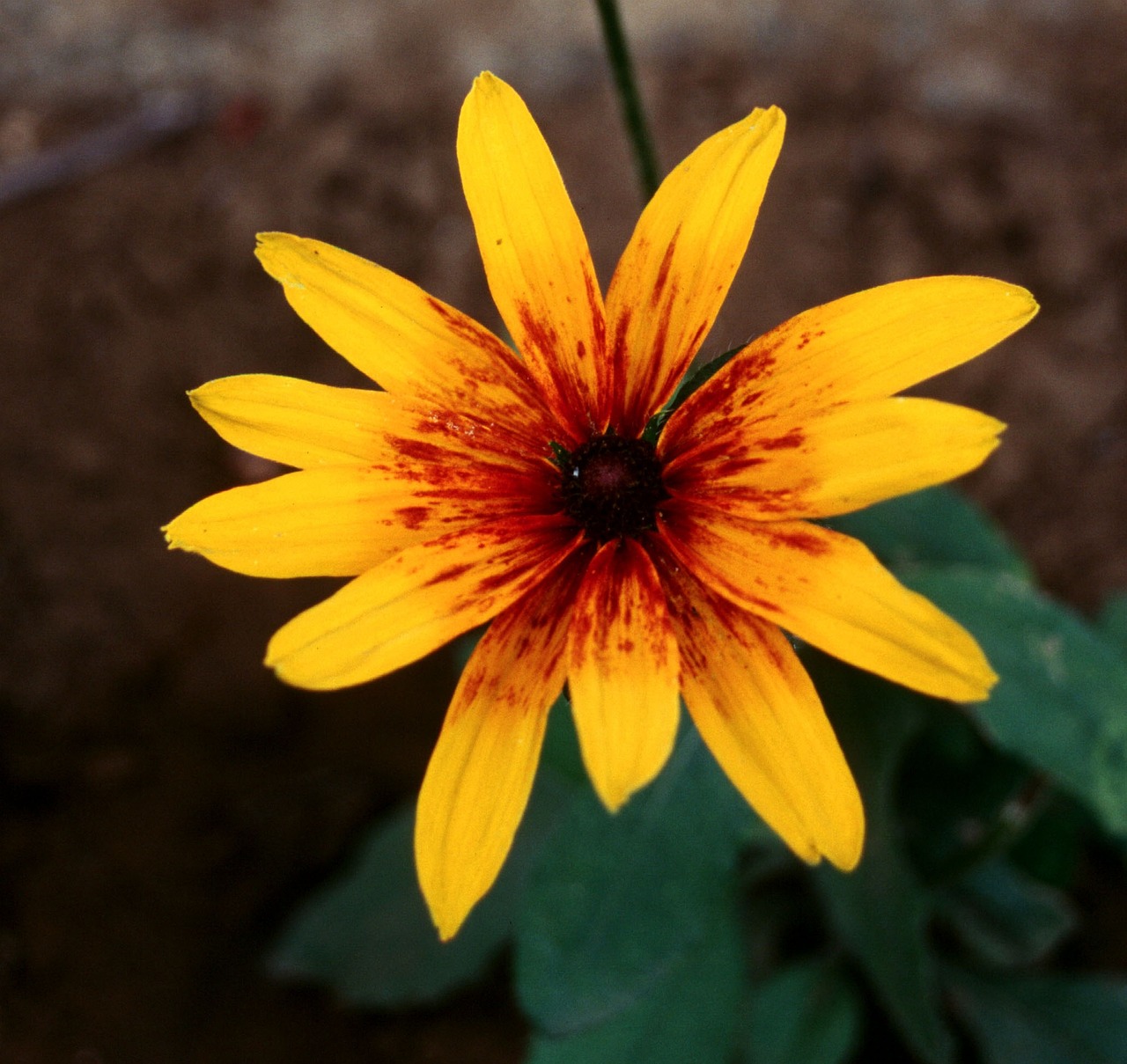 Blume Natur Pflanze - Kostenloses Foto auf Pixabay - Pixabay