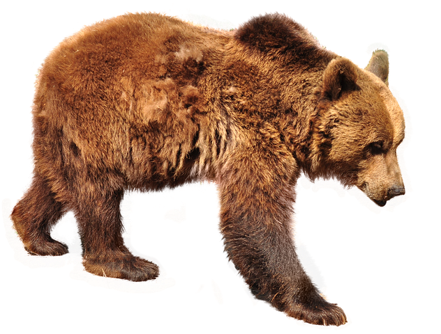 700+ kostenlose Braunbär und Bär-Bilder - Pixabay