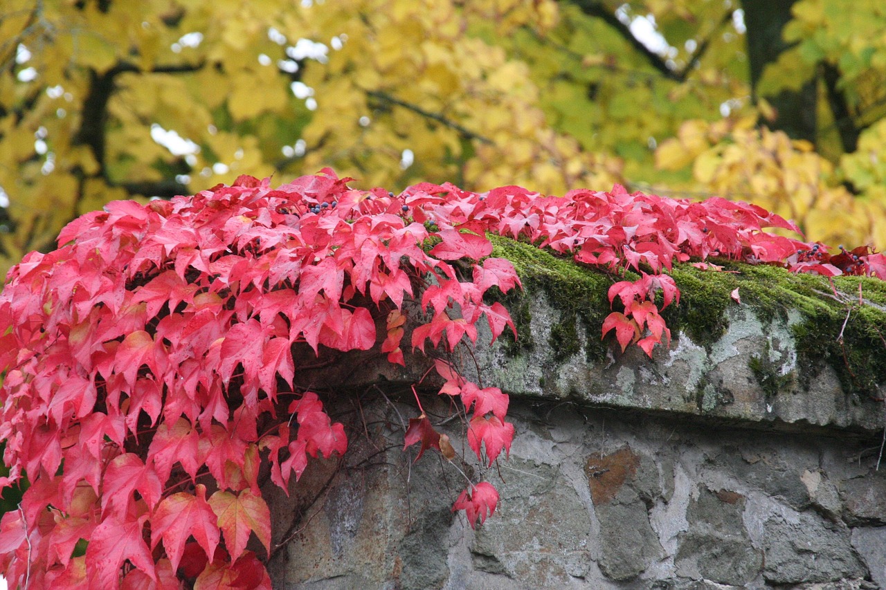 Leaf Nature Plant - Free photo on Pixabay