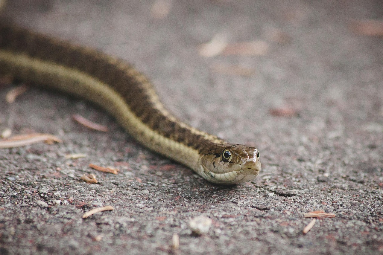 Nature Outdoors Snake - Free photo on Pixabay