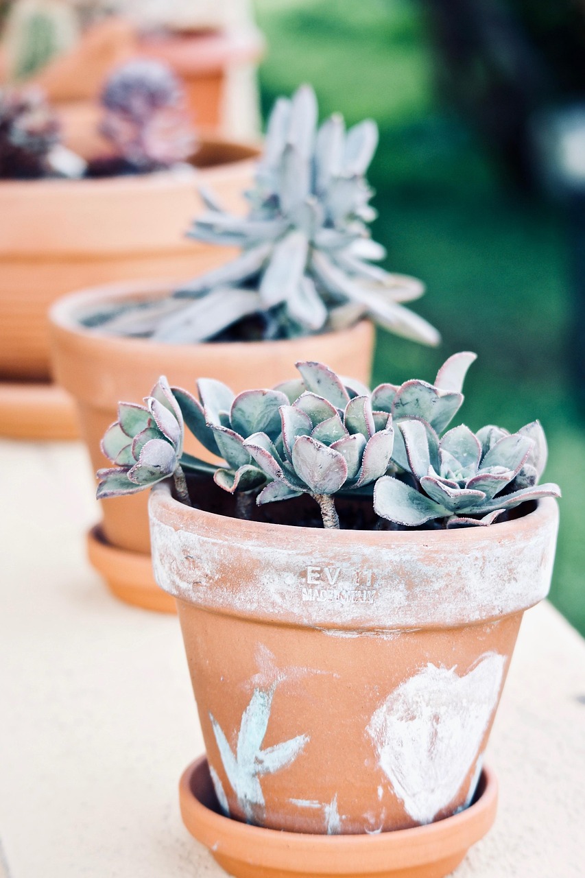 Planta Suculenta Jardim Terraço - Foto gratuita no Pixabay - Pixabay