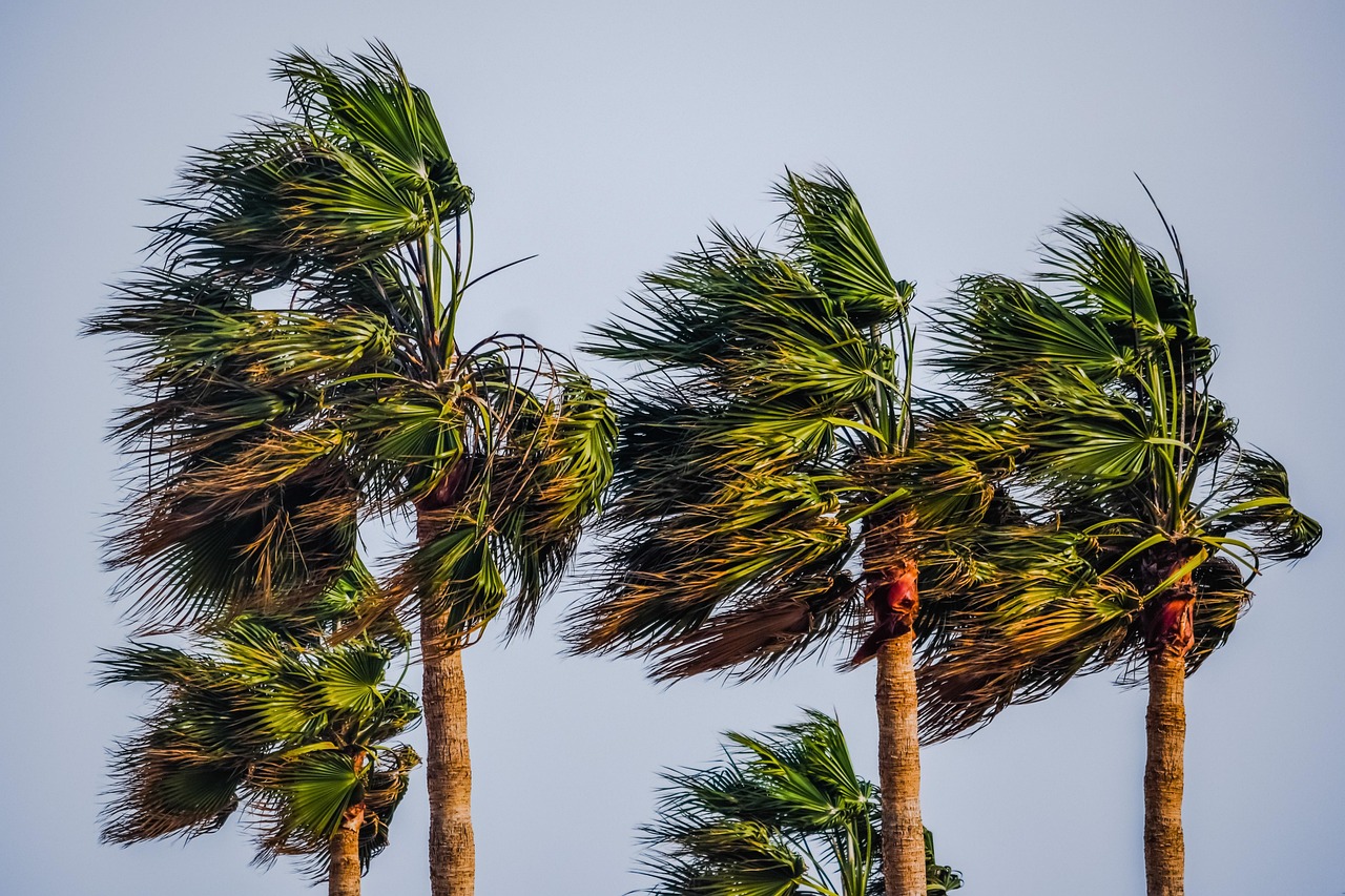 Árbol Palma Tropical - Foto gratis en Pixabay