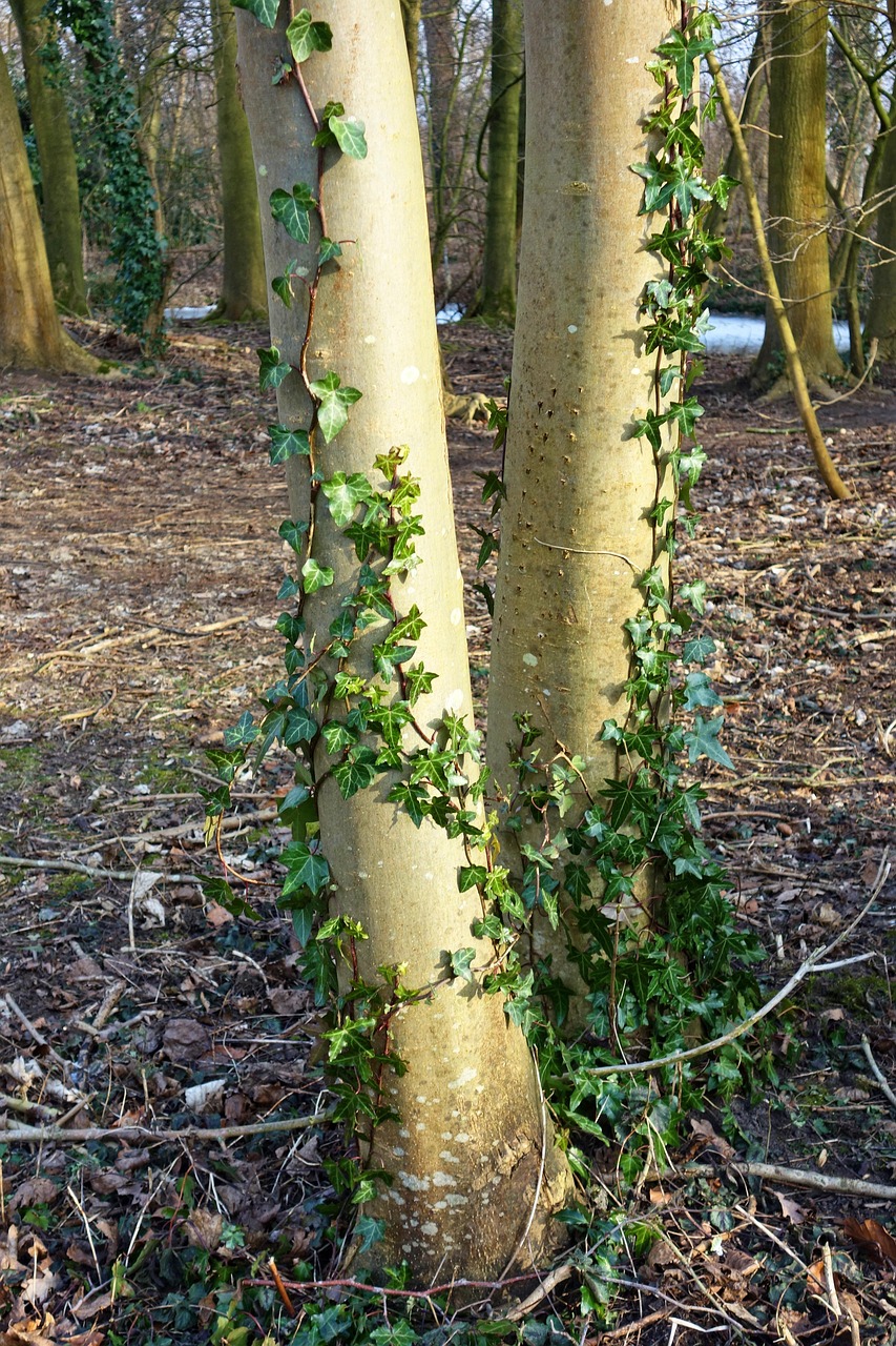 Tree Trunk Bark - Free photo on Pixabay - Pixabay