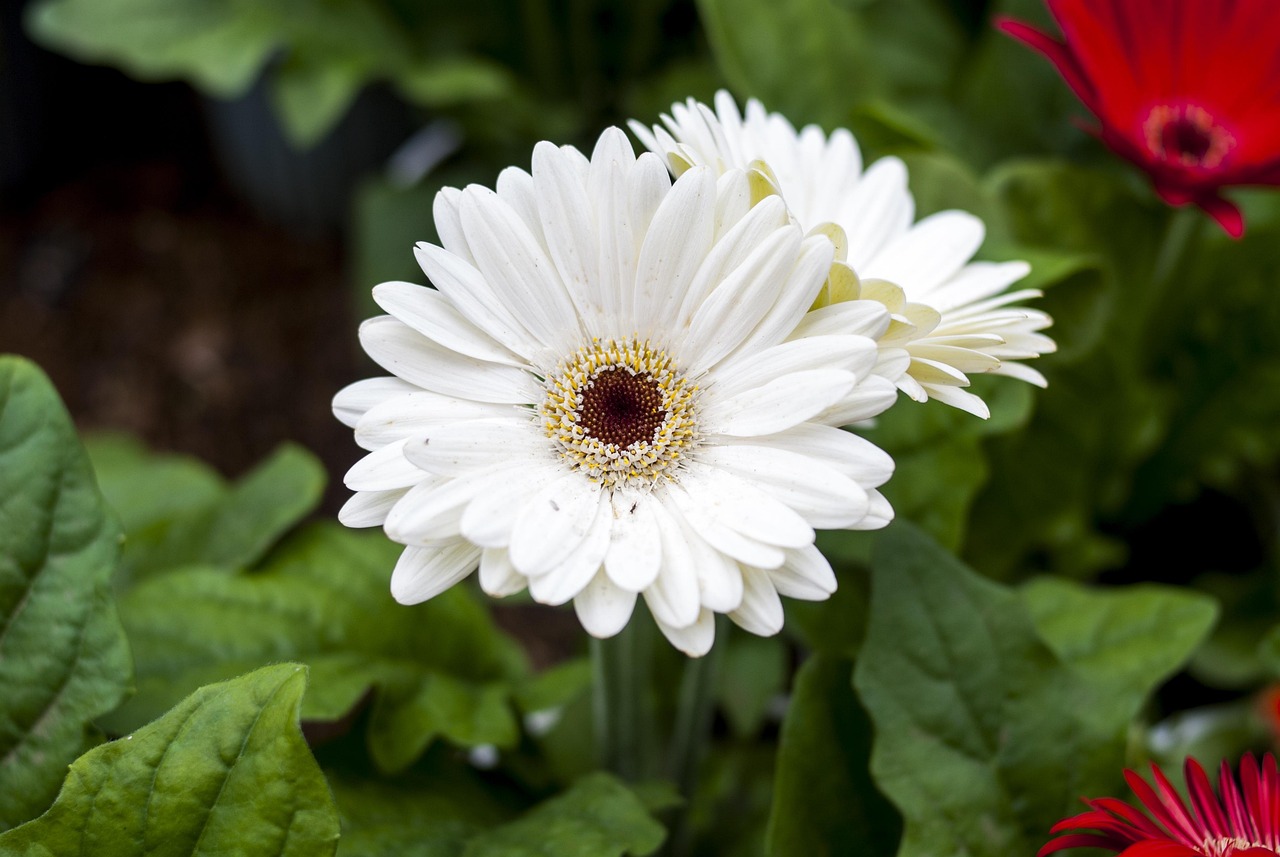 Gérbela Weiß Blume Pflanze - Kostenloses Foto auf Pixabay - Pixabay