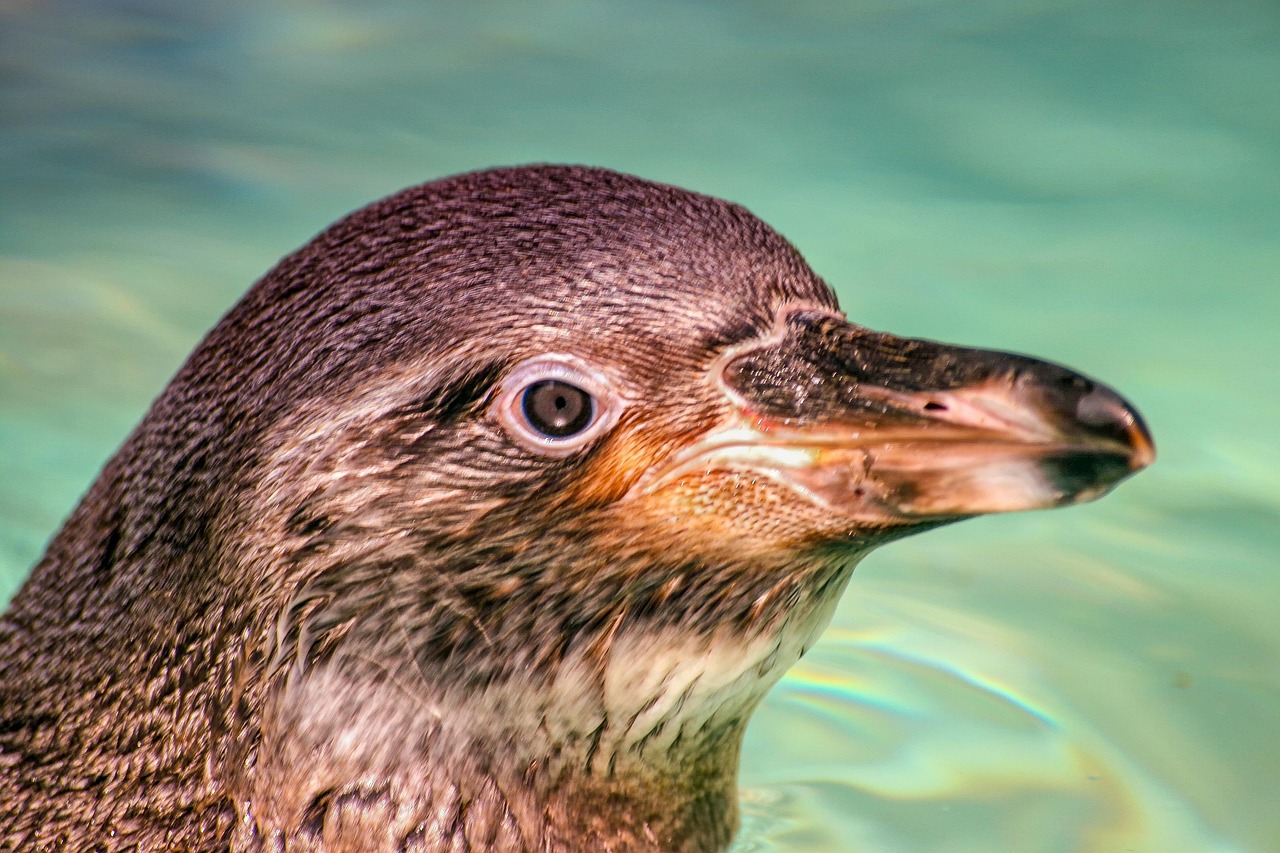 Animais Selvagens Natureza Animal - Foto gratuita no Pixabay - Pixabay