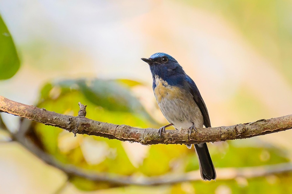 La Nature Oiseau Couleur Les - Photo gratuite sur Pixabay - Pixabay