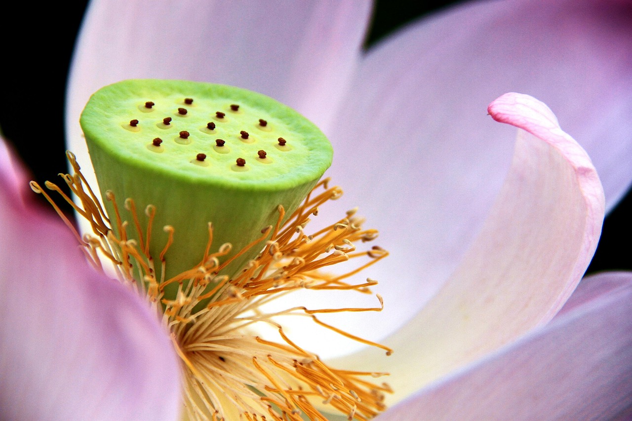 Flower Nature Background - Free photo on Pixabay