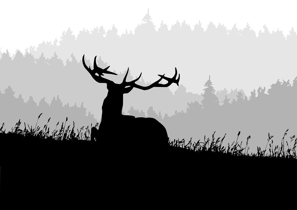 Fjell Silhuett Utklipp Fugler Hjort Skog Gratis Bilde På Pixabay