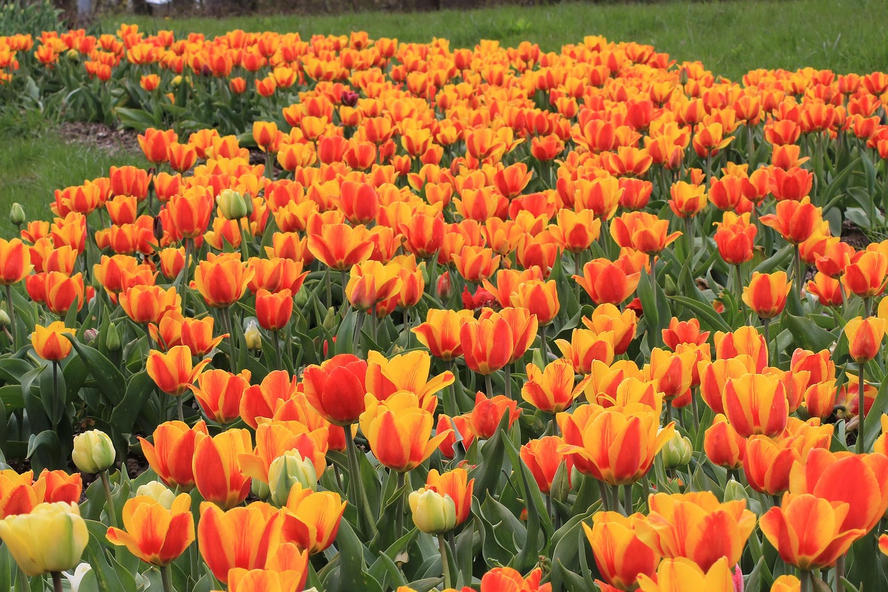 Tulipa Flor Jardim - Foto gratuita no Pixabay - Pixabay