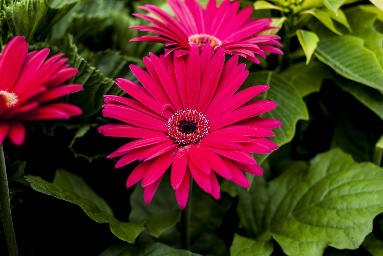 800,000+ Best Free Nature Pictures & Images [HD] - Pixabay