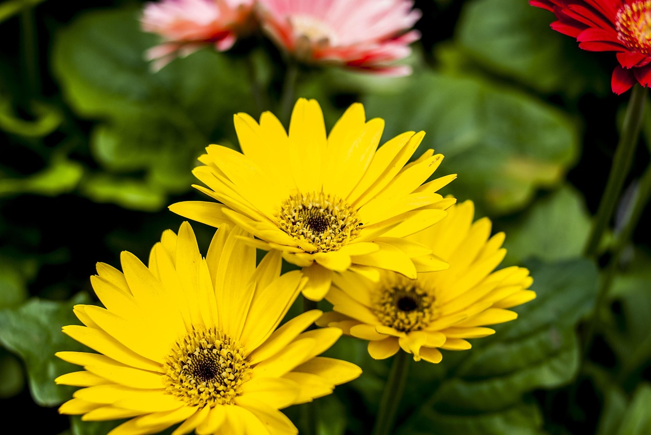 琳达花 植物 花 - Pixabay上的免费照片 - Pixabay