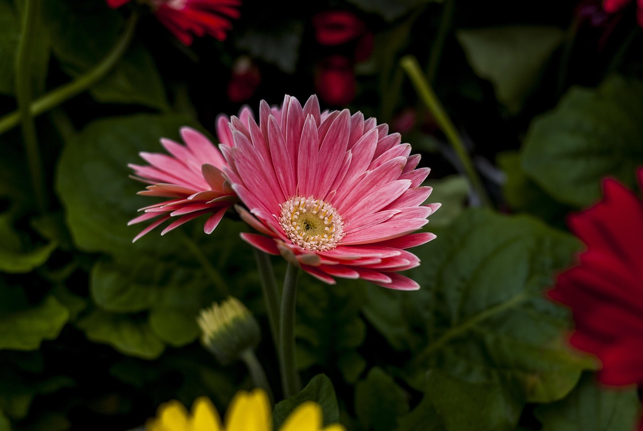 1+ Free Lindísima Flor & Beautiful Flower Images - Pixabay
