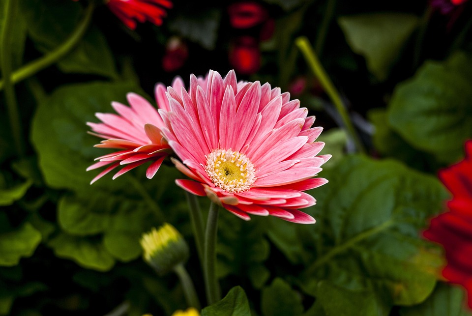 Beauty Flower Nature - Free photo on Pixabay