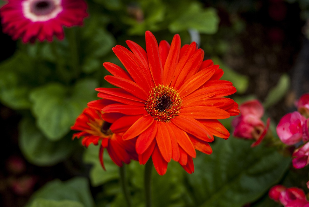 Bunga Tanaman Alam Daun - Foto gratis di Pixabay - Pixabay