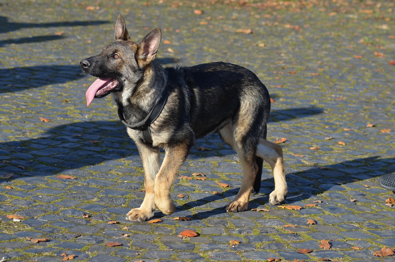 Perro Pastor Cachorro Mamífero - Foto gratis en Pixabay - Pixabay