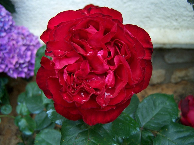 Fleur Rosier Pétale - Photo gratuite sur Pixabay - Pixabay