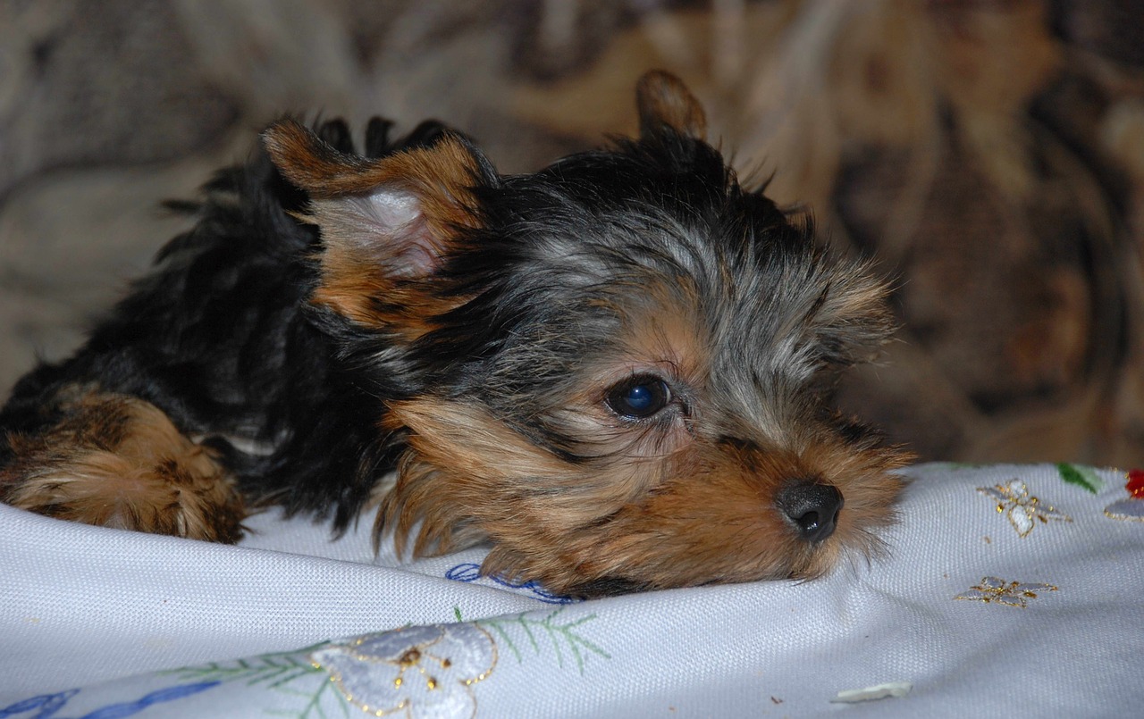Linda Perro Domestico Animales - Foto gratis en Pixabay - Pixabay