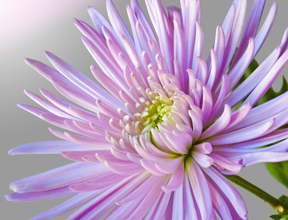 Fleur Flore Nature - Photo gratuite sur Pixabay - Pixabay