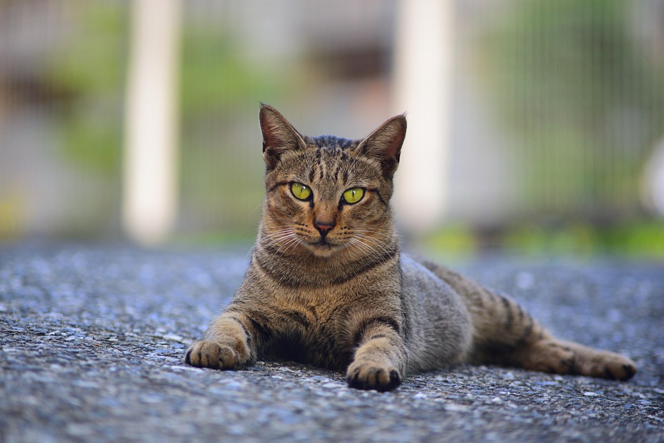 Animal Linda Naturaleza - Foto gratis en Pixabay - Pixabay
