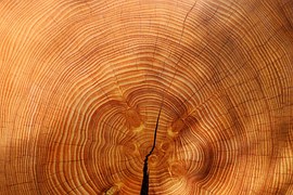 Wood Wooden Texture - Free photo on Pixabay